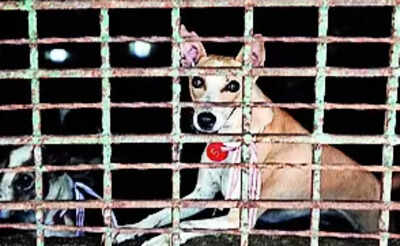 Stray Animal Hosp: Groundwork for stray animal hospital and rehab ...