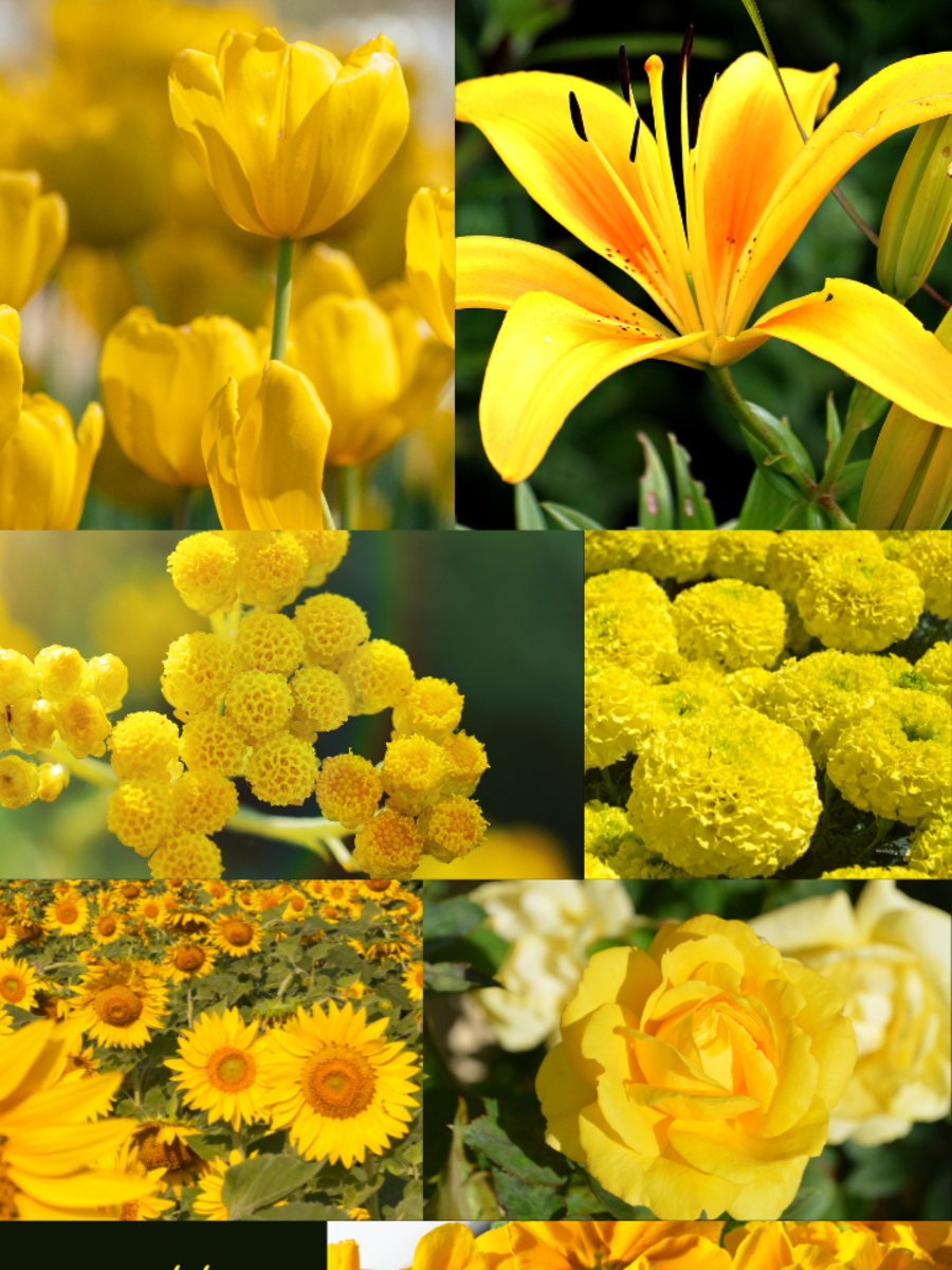Beautiful Yellow Coloured Flowering Plants For Your Garden | Times Now