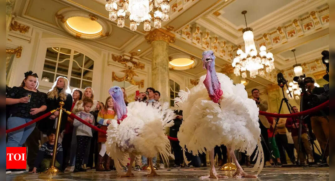 Turkey Pardon: Colorado celebrates thanksgiving with first-ever turkey ...