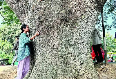 Tree Felling Guwahati: Chipko-like campaign brews over tree felling in ...