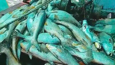 Ghol: Ghol named state fish in Gujarat at Global Fisheries Conference ...