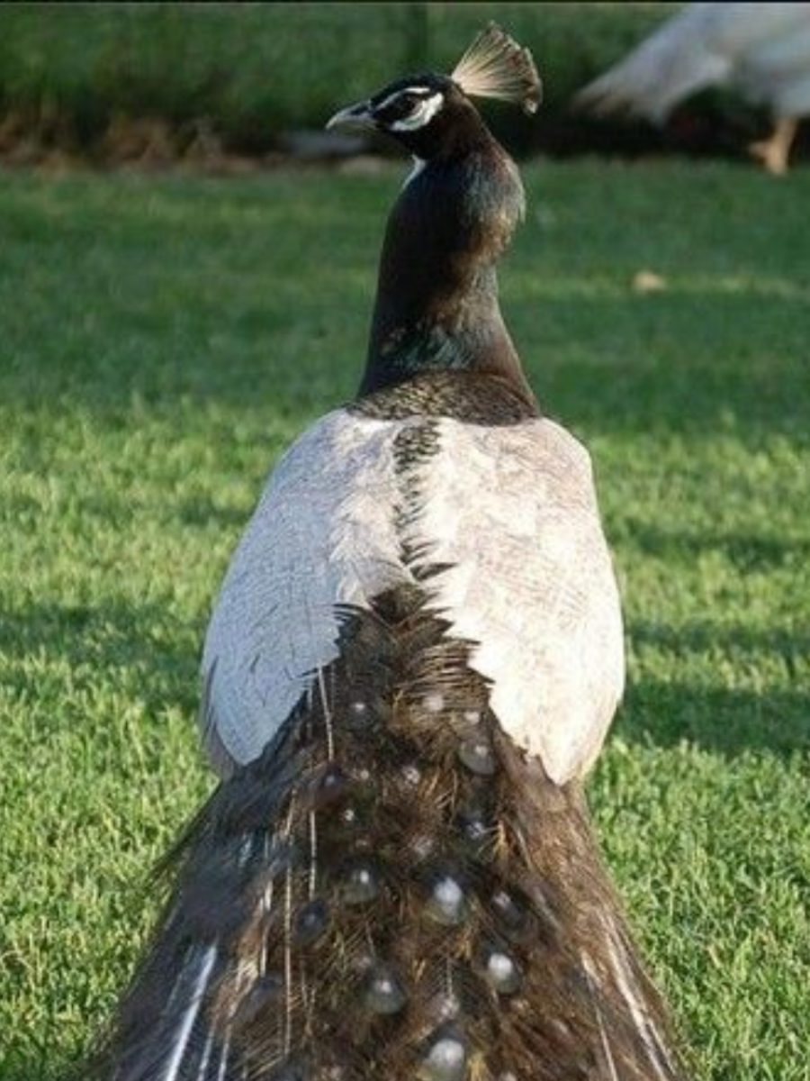 7 Beautiful Species Of Peacocks In The World | Times Now