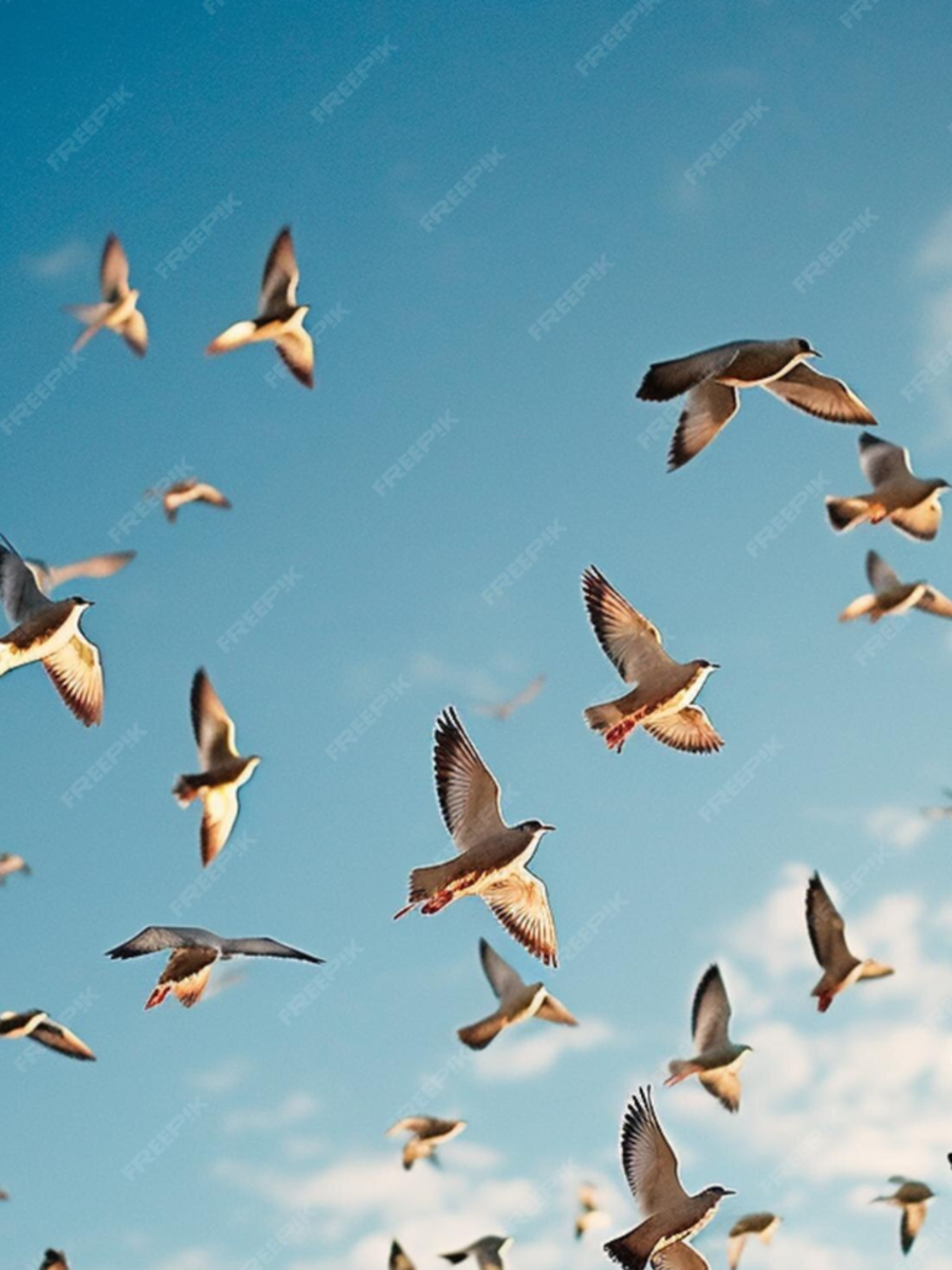 7 Rarest Birds In Delhi NCR , Spot Them Here | Times Now