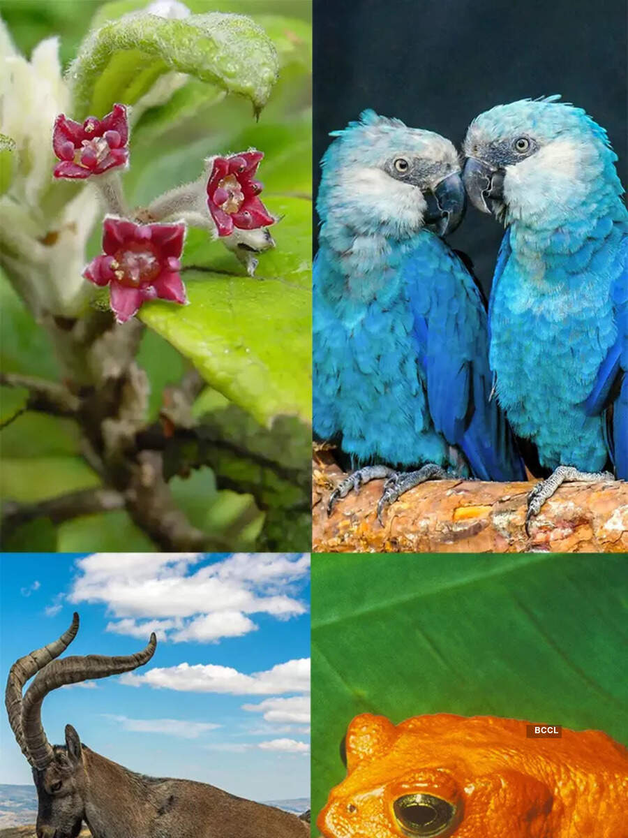 Animals and plants that have become extinct now | Times of India