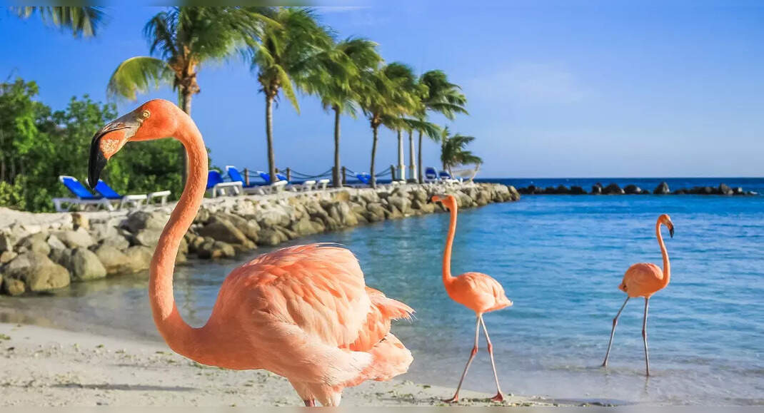 This beach in Aruba lets you spend time with flamingos!, Aruba ...