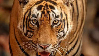 Maharashtra tiger covers 2,000km; crosses four states to reach Odisha ...