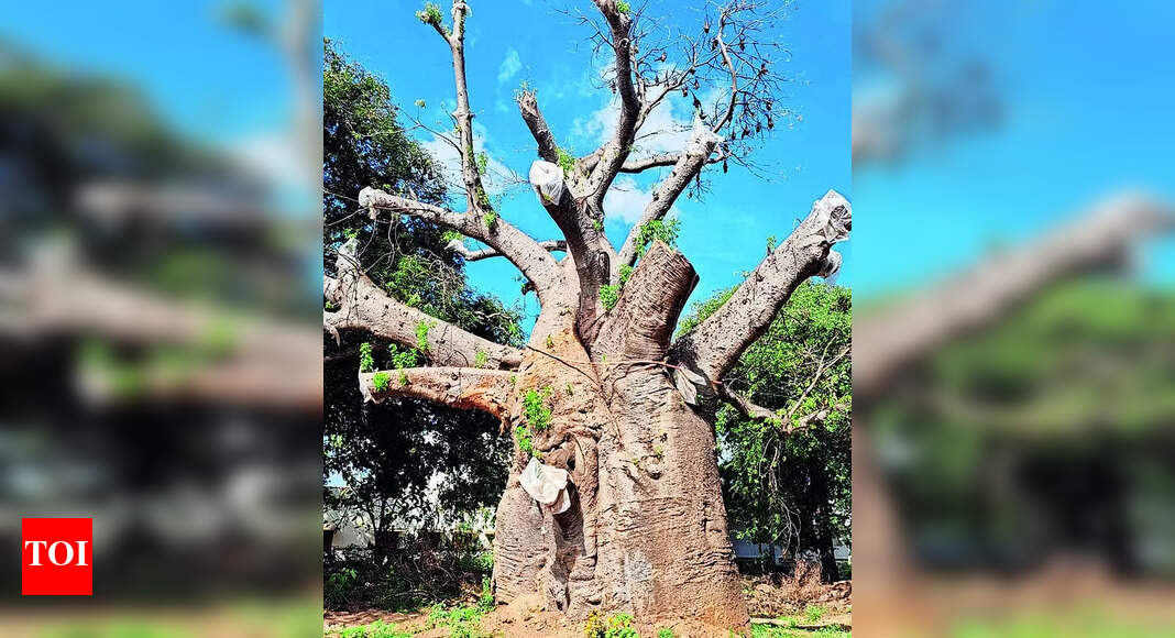 Baobab Tree: 1,500-Year-Old Replanted Baobab Tree Sprouts Leaves ...