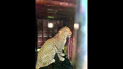 Leopard Rescued: 5-year-old male leopard rescued from Pathardi Nashik ...