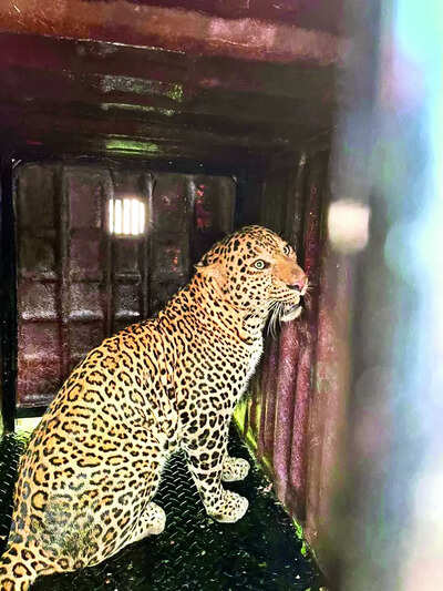 Leopard Rescued: 5-year-old male leopard rescued from Pathardi Nashik ...