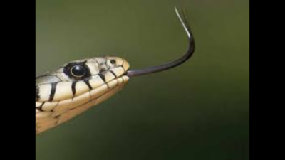 Snake: Powai Security Guard Kills Snake, Is Booked | Mumbai News ...