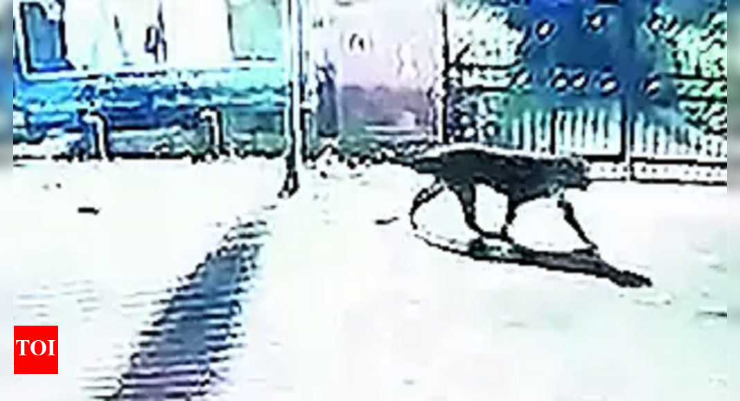 Bangalore Leopard News: After sightings, leopard taskforce set up for ...