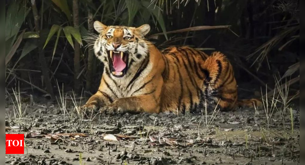 Annual tiger census in West Bengal's Sunderbans to begin from November ...