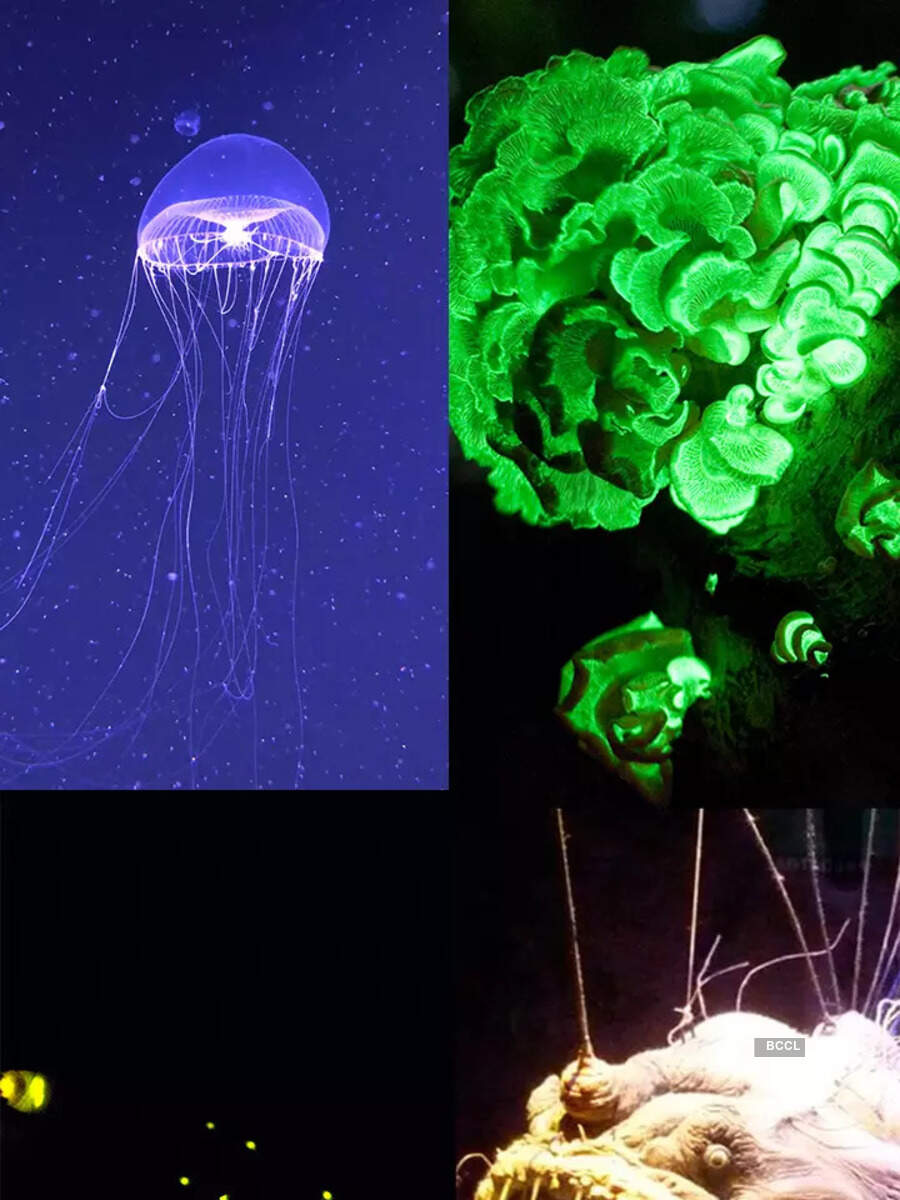 11 animals that emit light like fire flies | Times of India
