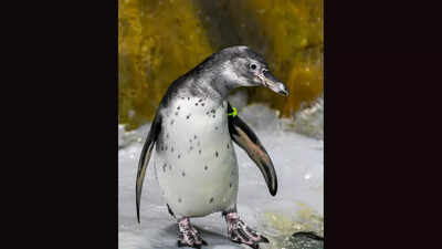 Mumbai's Byculla zoo welcomes three more penguins | Mumbai News - Times ...