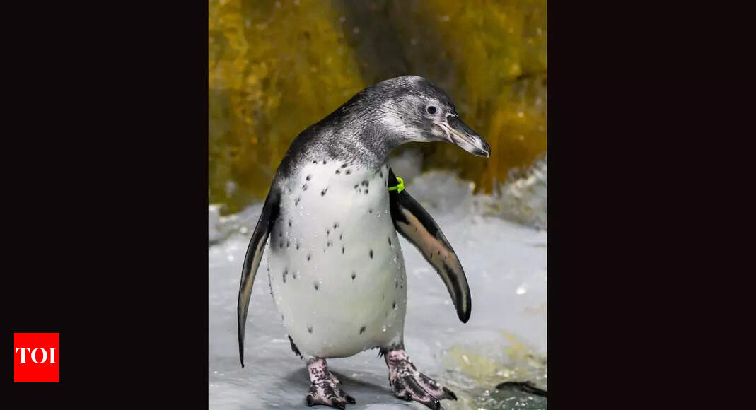 Mumbai's Byculla zoo welcomes three more penguins | Mumbai News - Times ...