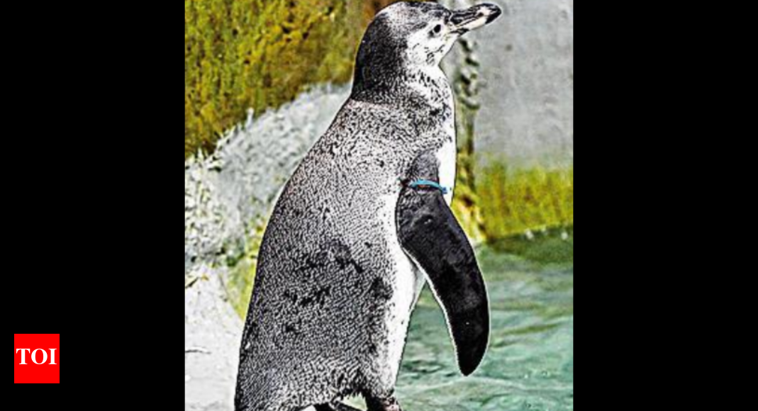 Byculla Zoo presents 3 new penguin chicks on its 161st anniversary ...