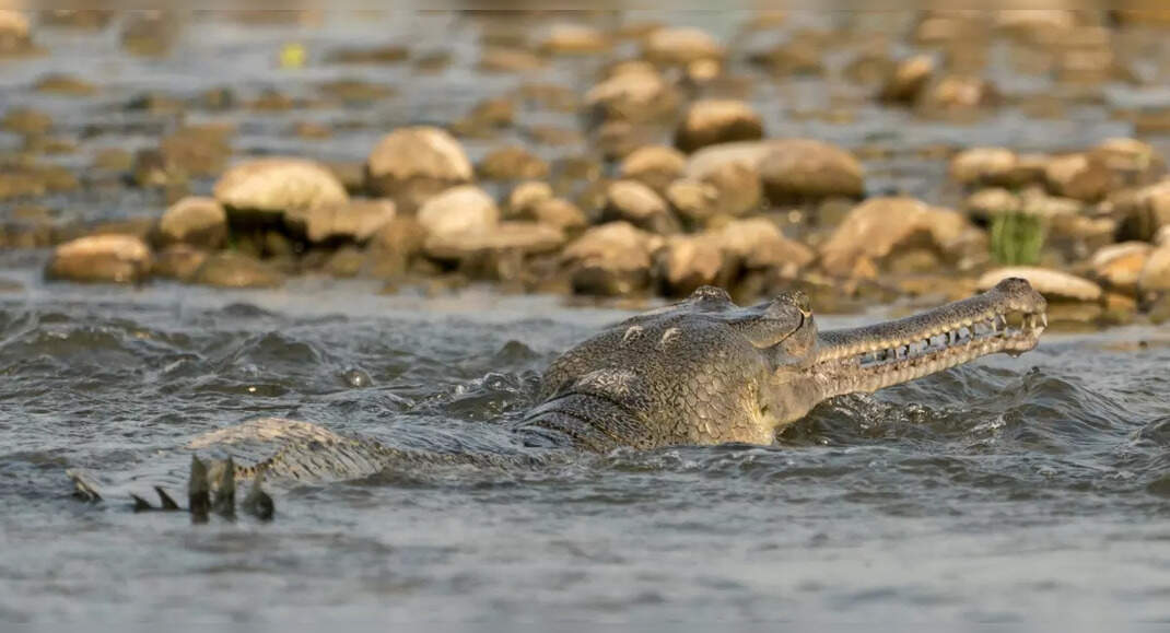 River and its gharials–rich biodiversity of National Chambal Sanctuary ...
