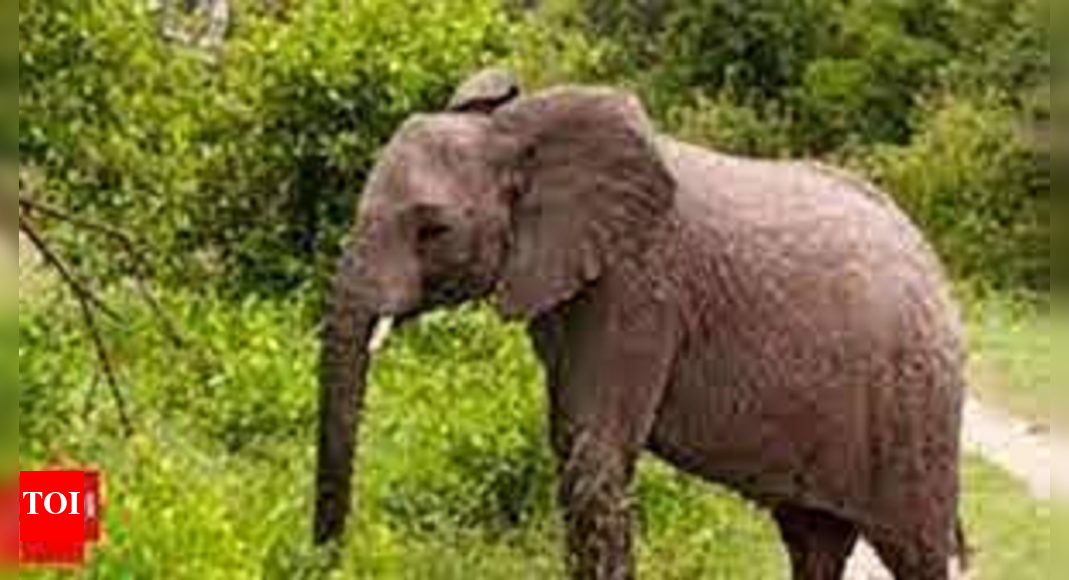 Intrusion Detection: Tech boost for elephant safety: Railways, forest ...