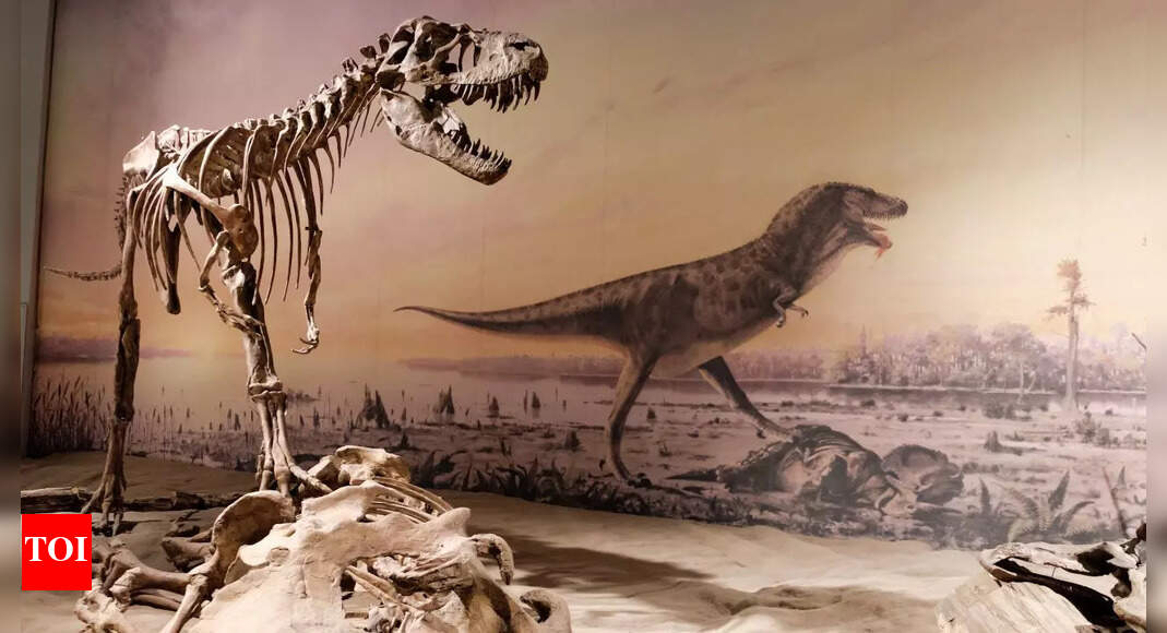 Brazil unveils new Dinosaur species from the desert dunes - Times of India