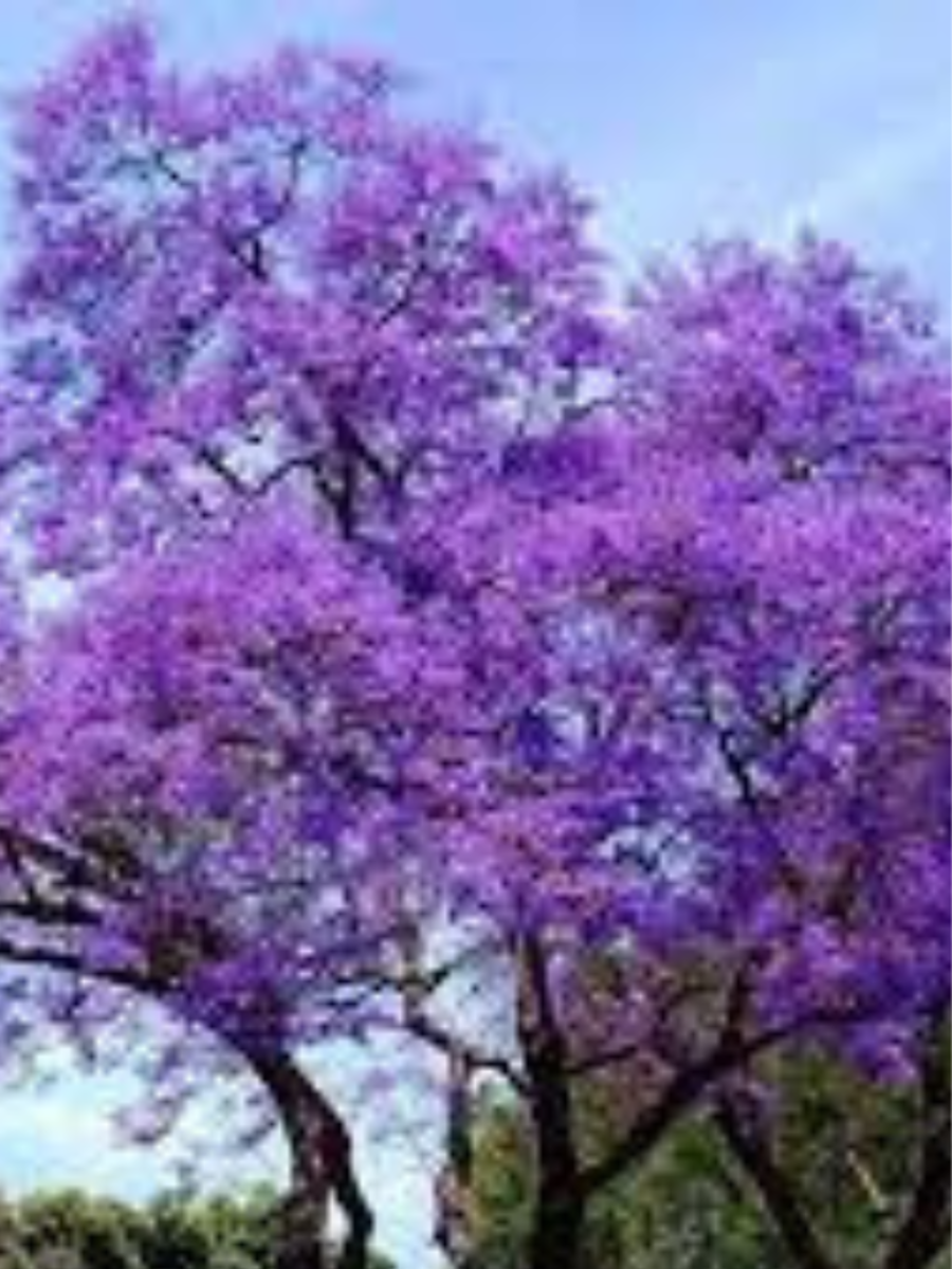 Top 7 expensive trees in India | Times Now