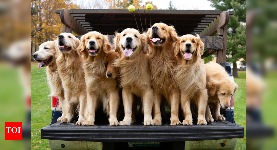 THIS dog farm organises "happy hour" with golden retrievers for ...