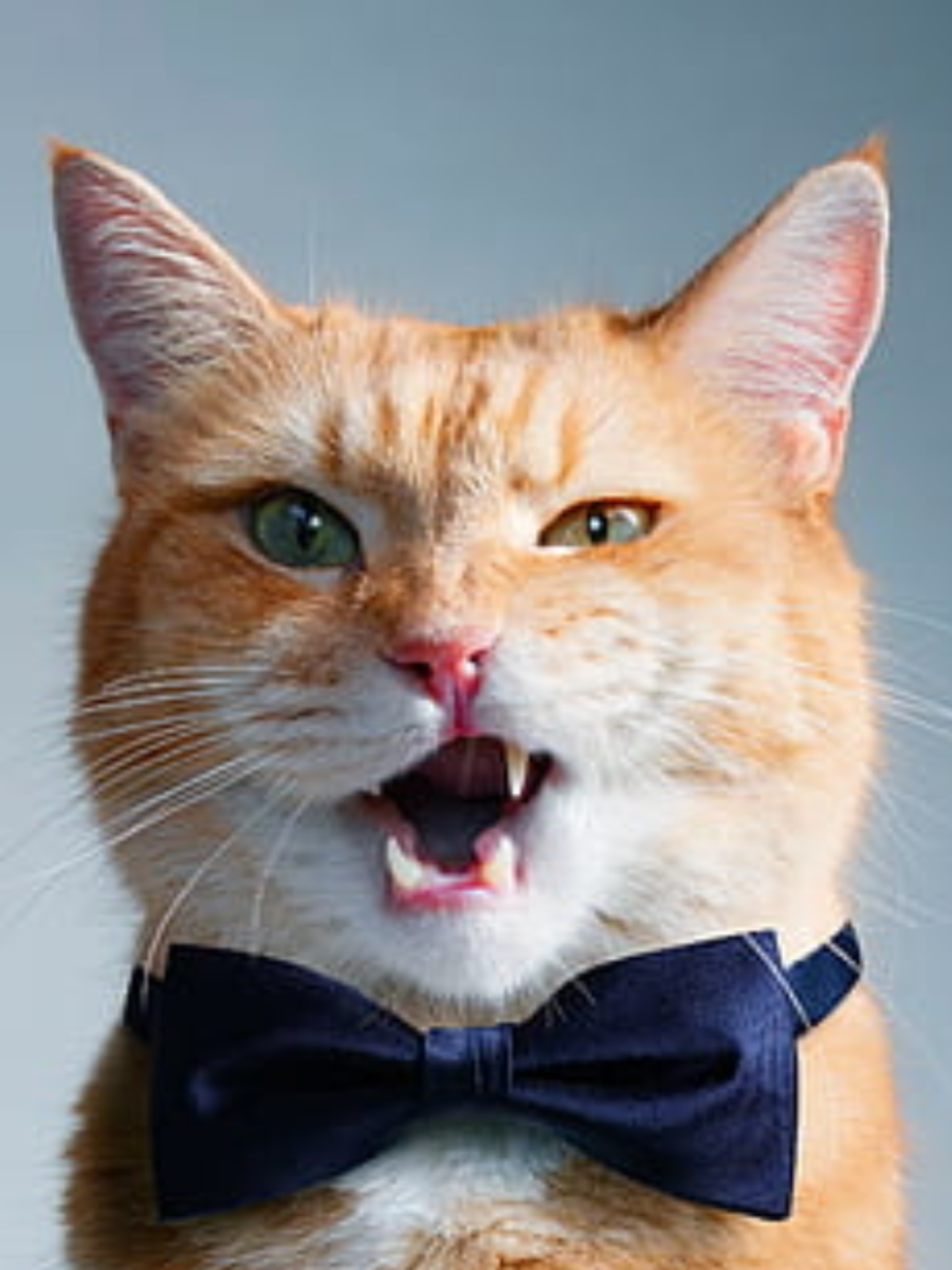 7 Most smartest animals in the world | Times Now