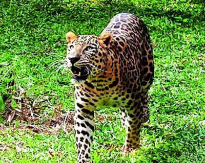 Leopard Attacks: In Bahraich, Forest Dept To Use Jumbo Poo To Repel ...