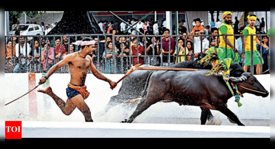 Bengaluru Kambala: Thousands Soak Up Maiden Kambala Action | Bengaluru ...