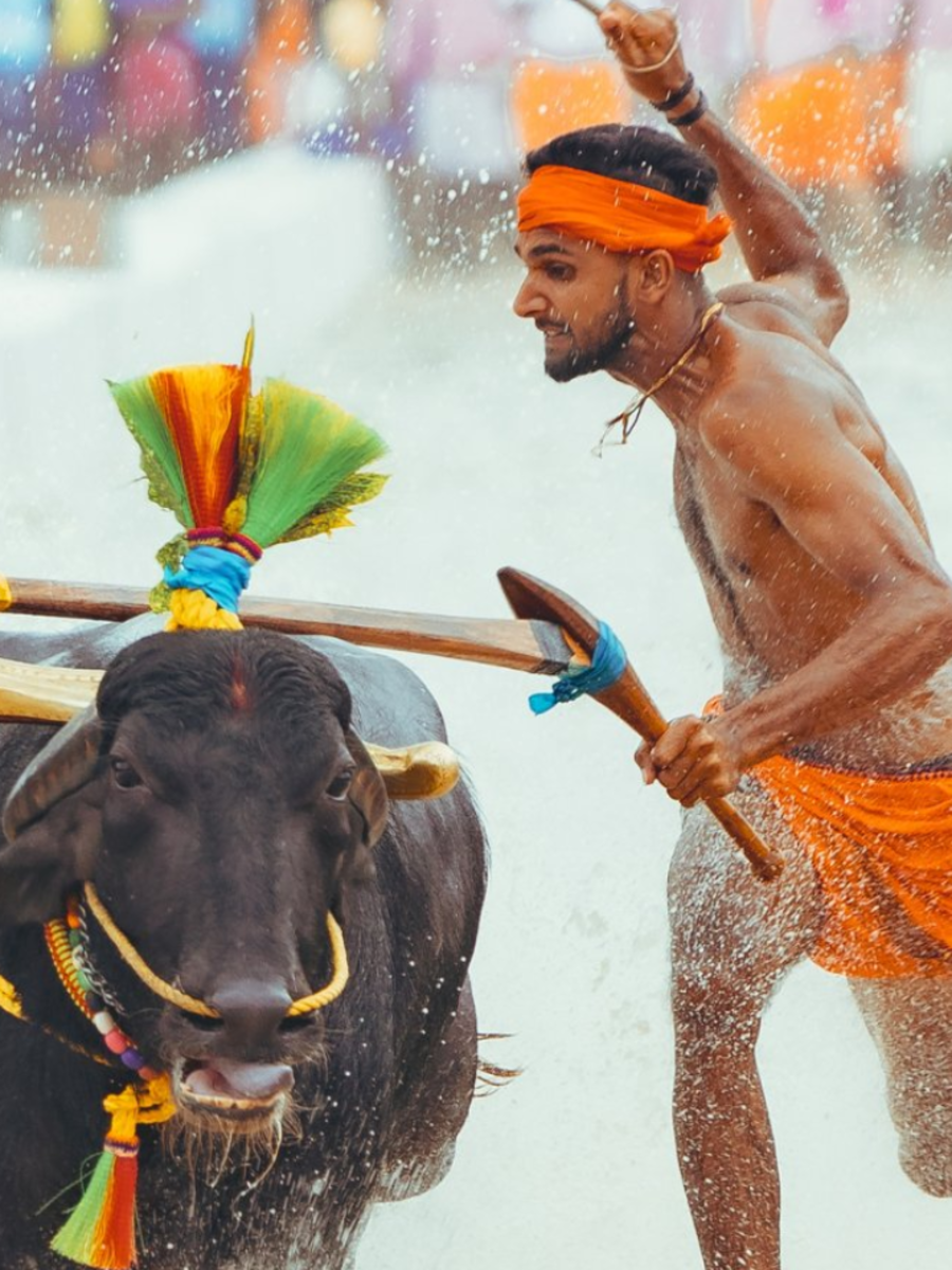 Bengaluru First Ever Kambala Leaves A Mark | See Pics | Times Now