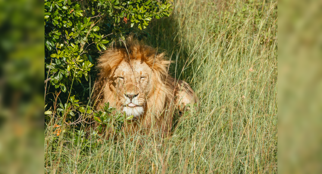West Bengal to get its first lion safari at North Bengal Animals Park ...