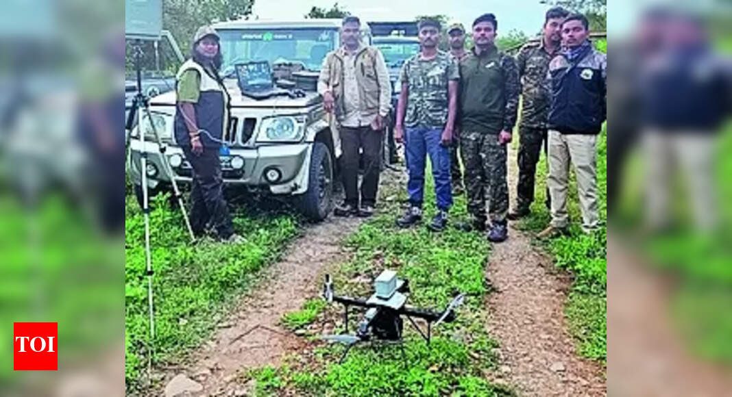 Tiger: Tiger Attack near Bandipur Mysuru: Drones Deployed to Trace ...