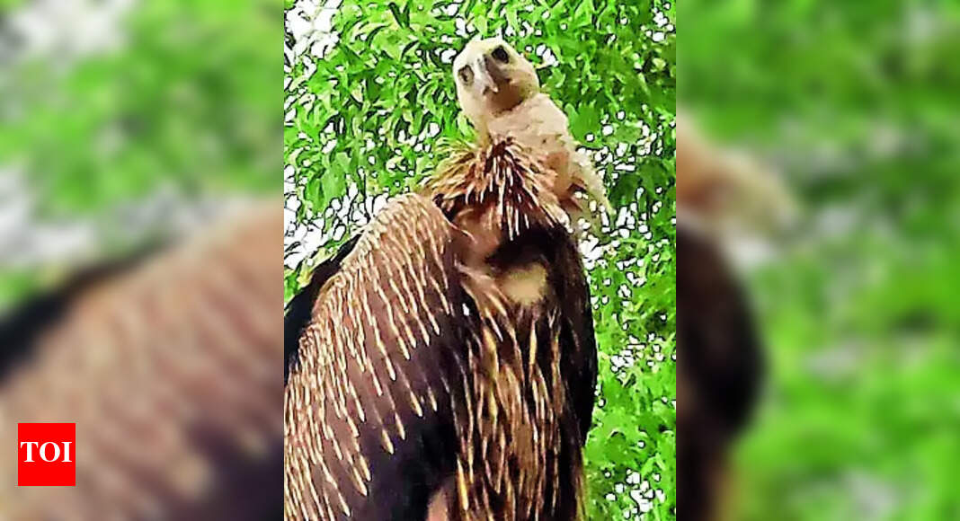 Himalayan Vulture: Rare Sighting: Himalayan Griffon Vulture Spotted in ...