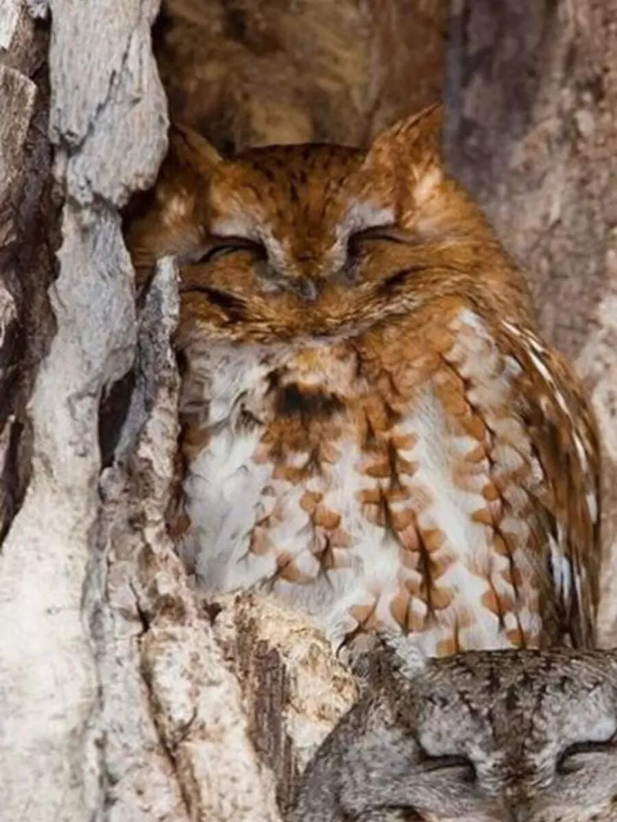 5 Animals That Are Masters Of Camouflage | Times Now