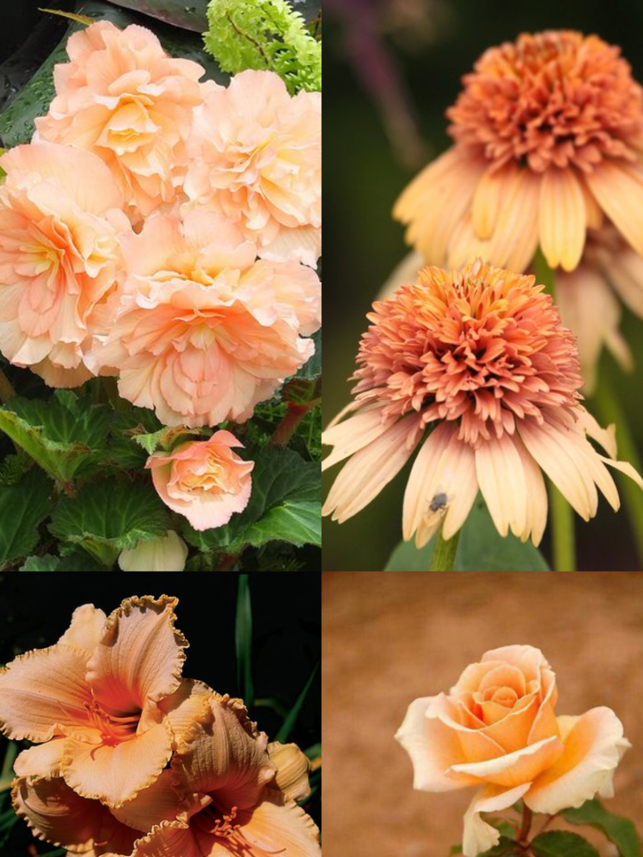 10 Peach Coloured Flowering Plants For Your Home Garden | Times Now