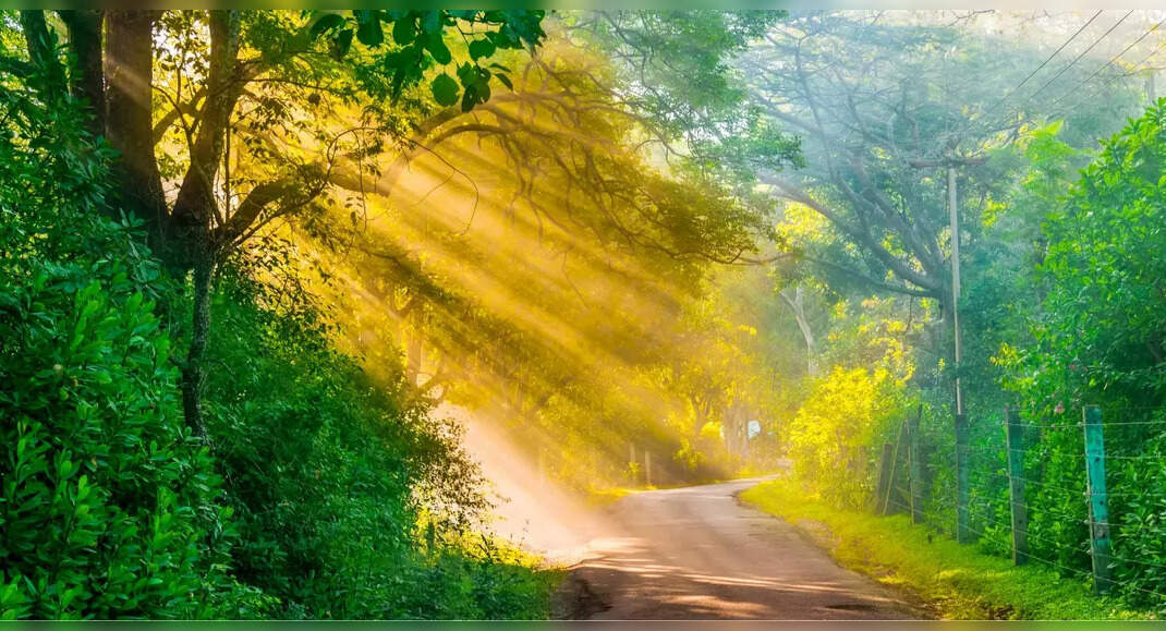 Why is Masinagudi a good offbeat wildlife destination in the Nilgiris ...