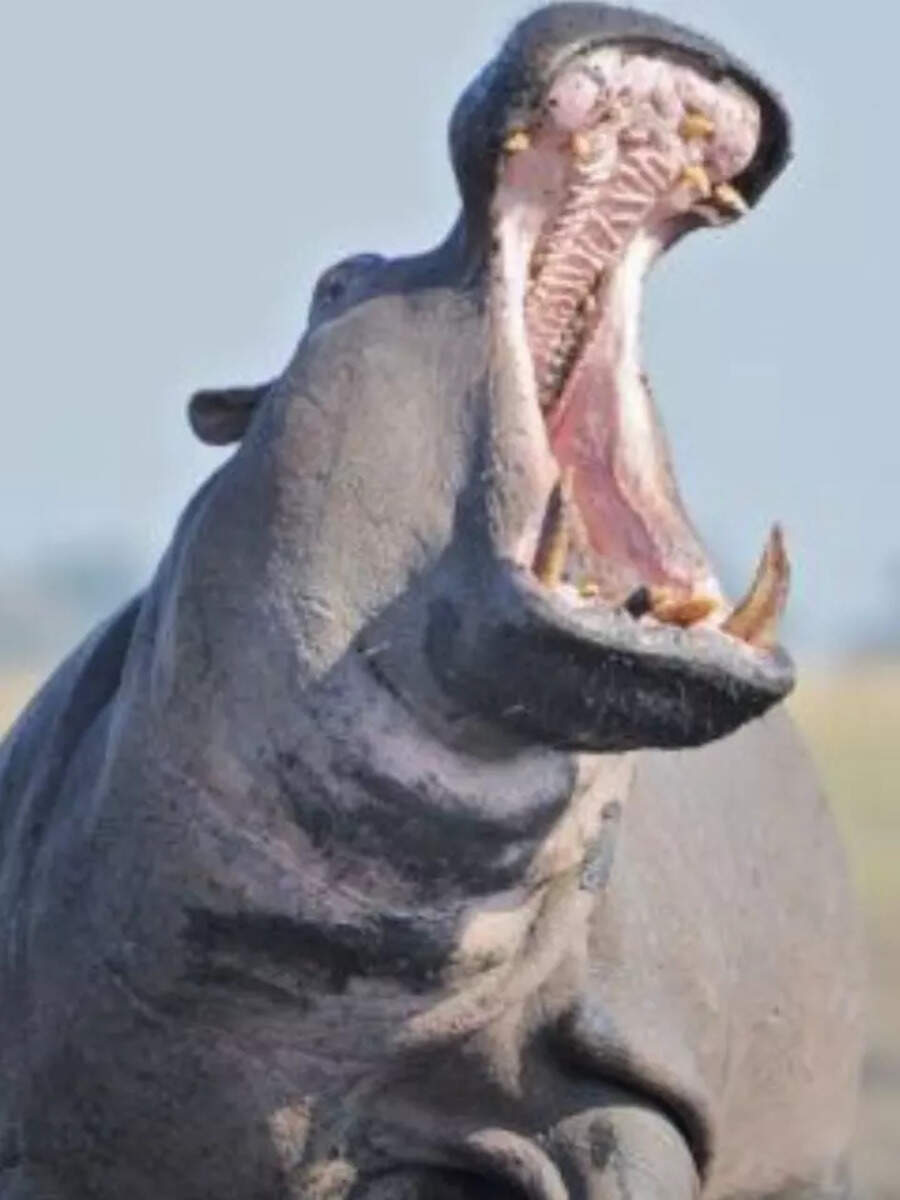 5 Most Dangerous Animals In The World | Times Now