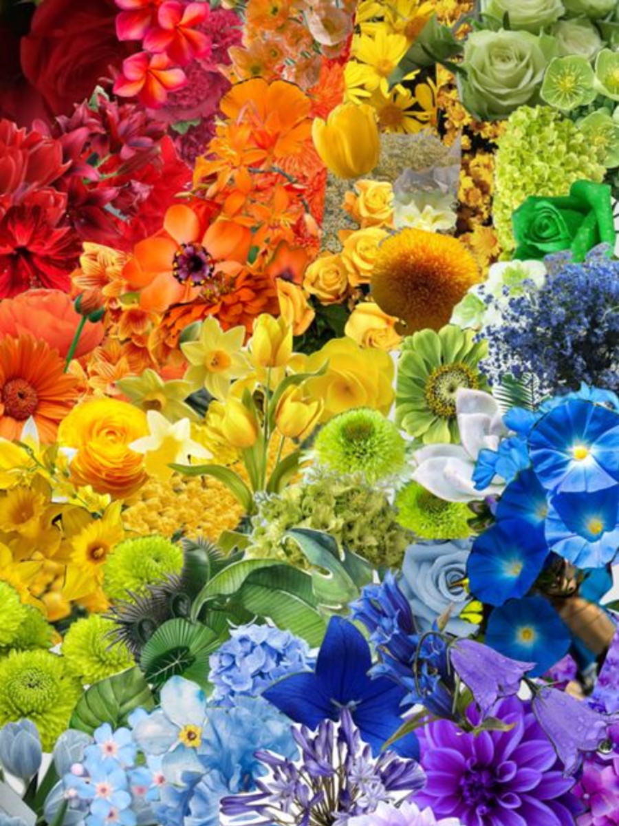 Beautiful Balcony Plants With Multi-Coloured Flowers | Times Now