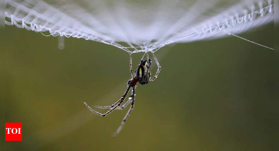 Spider: Spider bites man, lays eggs; doctors cut open toe - Times of India
