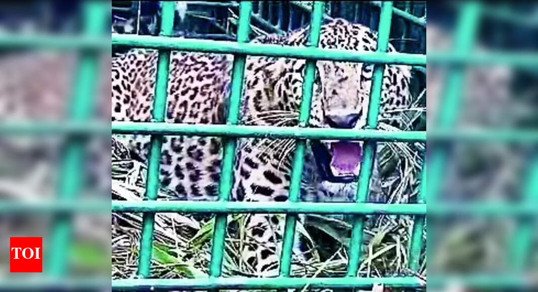 Forest Dept: Forest Department Captures Leopard Responsible for Deaths ...