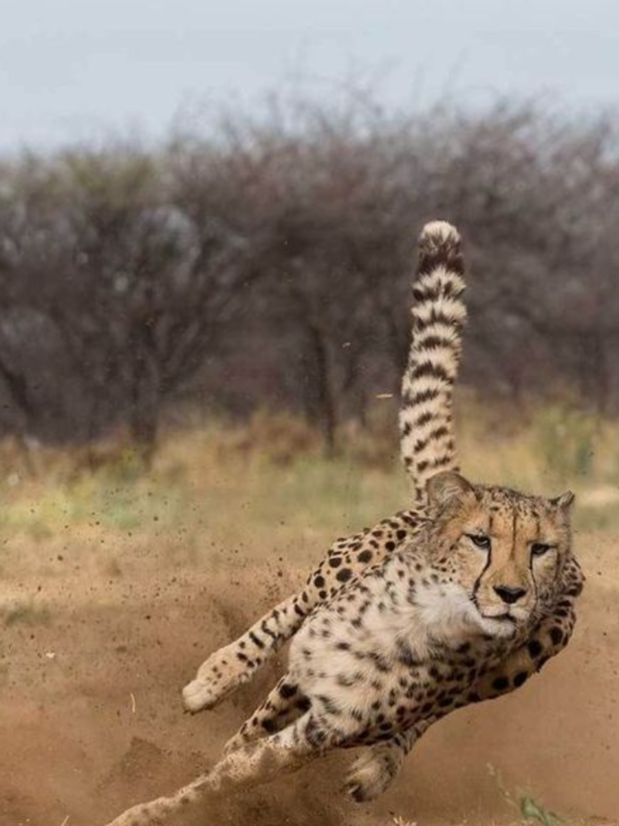 7 Fastest Animals Of The World | Times Now