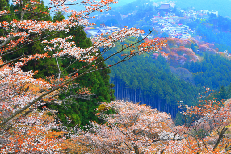 In pictures: Best places to witness cherry blossoms in Japan | Times of ...