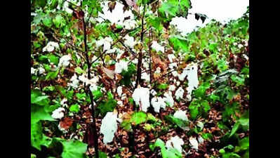 Rains Hit Tur: Rains hit tur, cotton crop in Buldhana, rabi may benefit ...