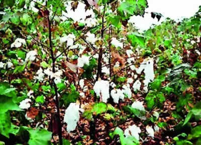 Rains Hit Tur: Rains hit tur, cotton crop in Buldhana, rabi may benefit ...