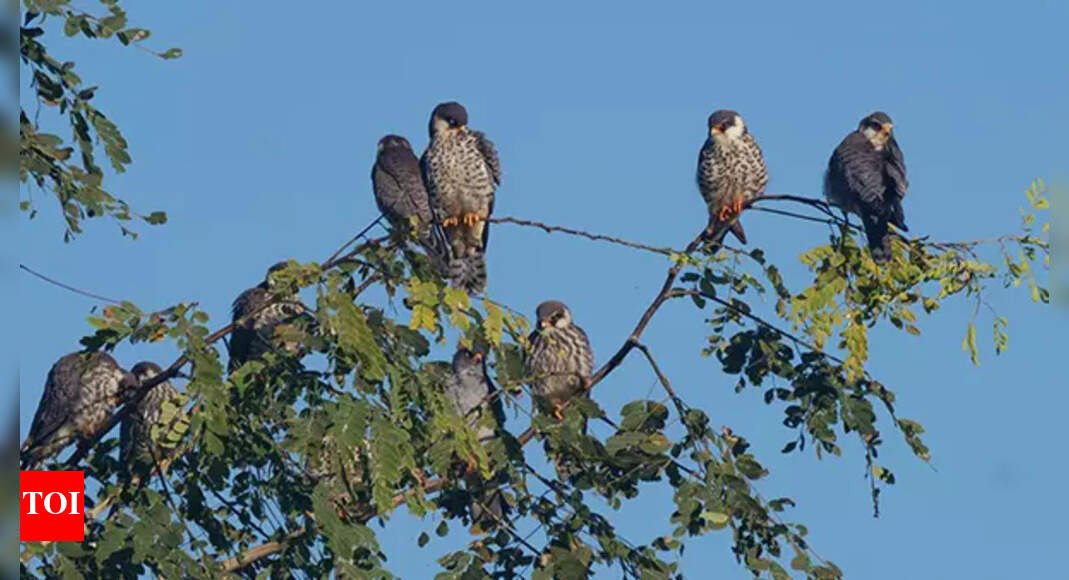 How Amur falcon success story transformed an insurgency-hit town ...