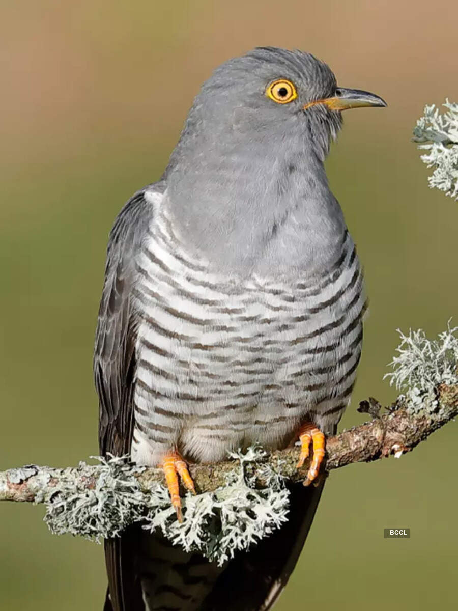 Why Koel is called the laziest bird ever | Times of India