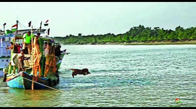KIFF Screen: Watch 'Tiger Army' - A Documentary on Royal Bengal ...