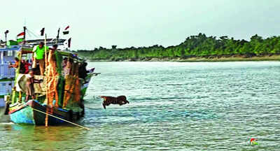 KIFF Screen: Watch 'Tiger Army' - A Documentary on Royal Bengal ...