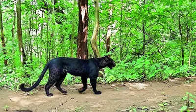 Melanistic Leopard: Melanistic Leopard Sighted in Odisha During Big Cat ...
