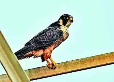 Shaheen Falcon: Falcon Of Mountains Spotted At Timbi Lake | Vadodara ...