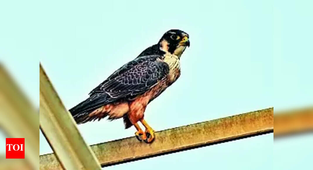 Shaheen Falcon: Falcon Of Mountains Spotted At Timbi Lake | Vadodara ...